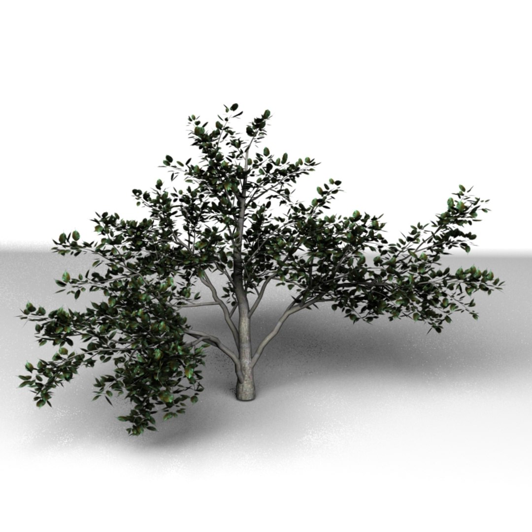 3d Model Tree Modo