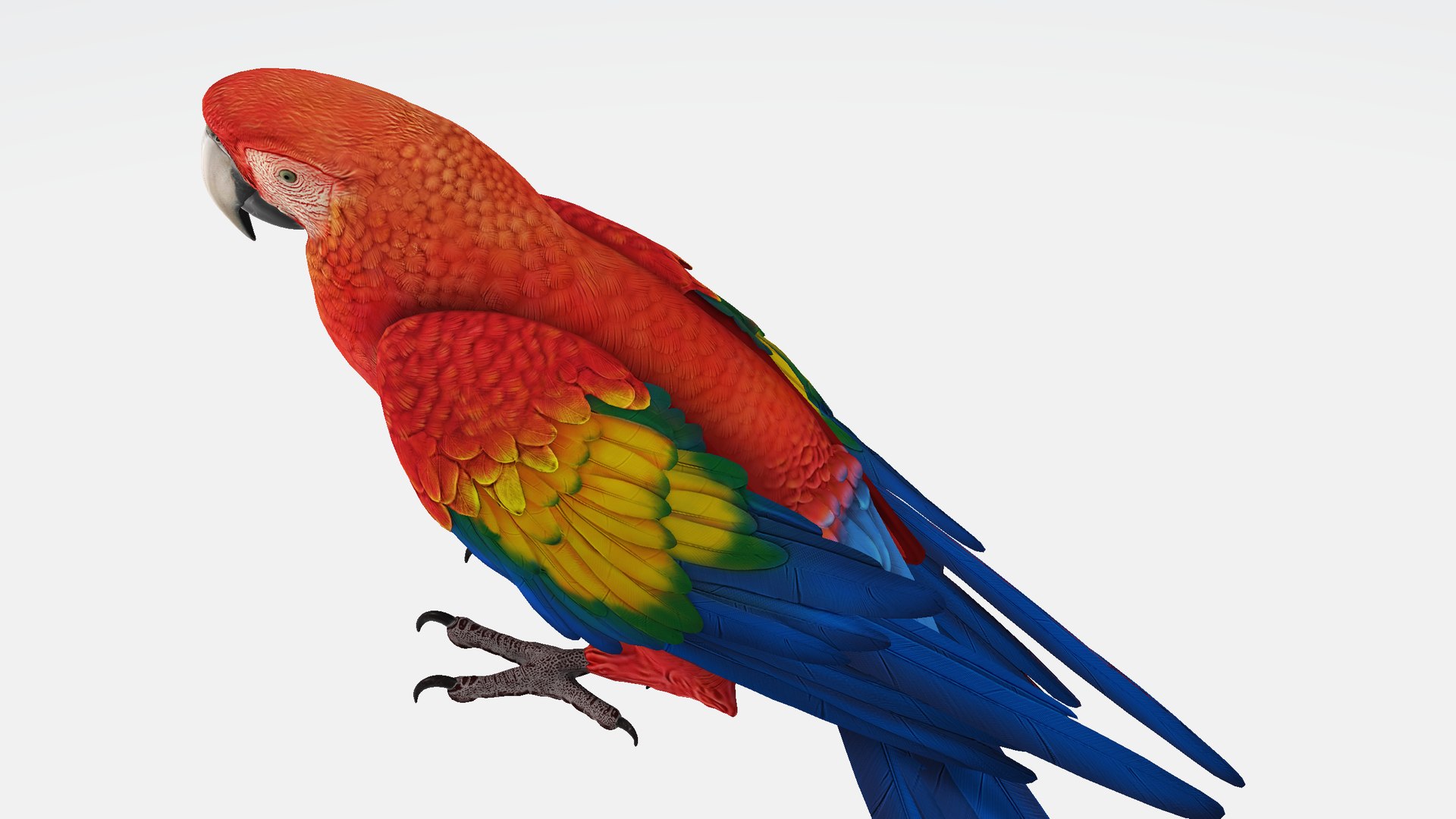 Parrot 3D Model - TurboSquid 2420967