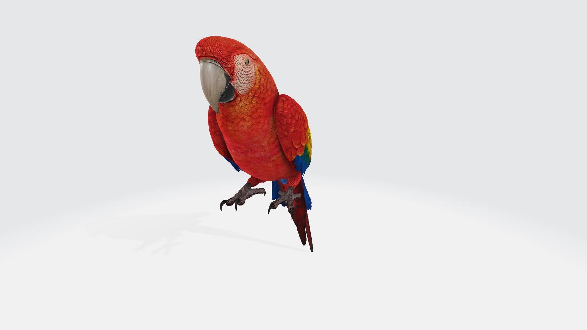 Parrot 3D Model - TurboSquid 2420967