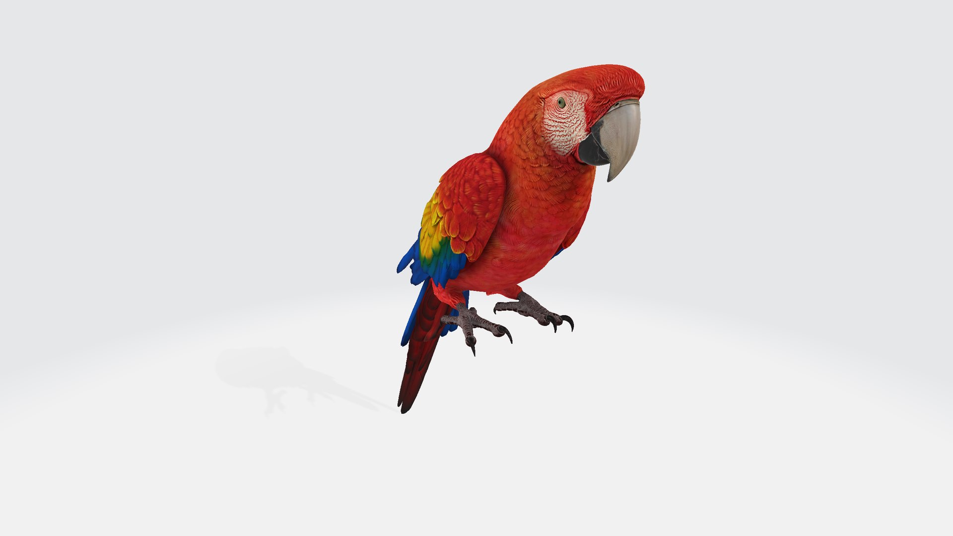 Parrot 3D Model - TurboSquid 2420967