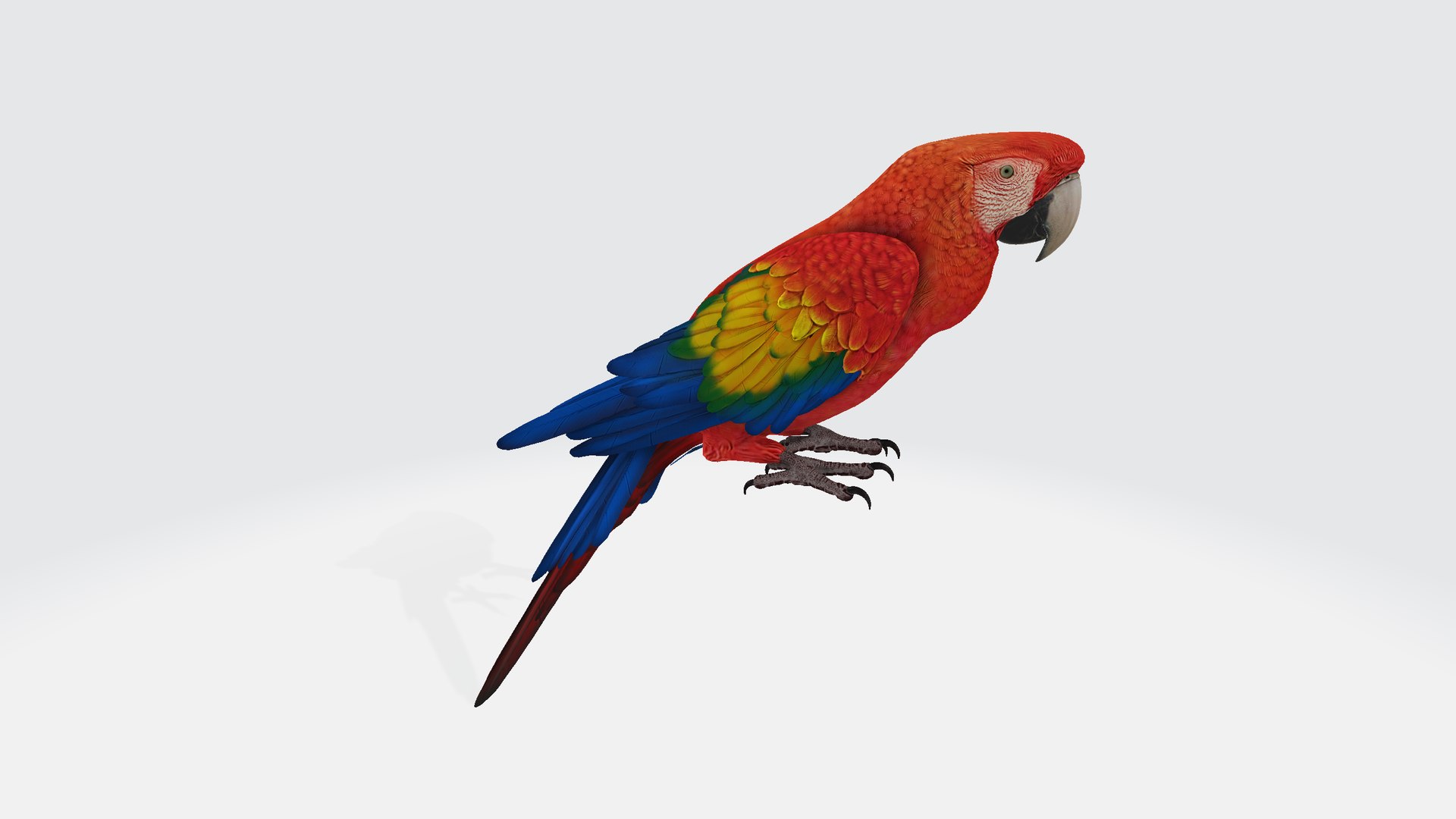Parrot 3D Model - TurboSquid 2420967