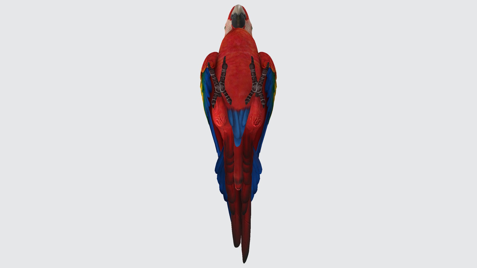 Parrot 3D Model - TurboSquid 2420967