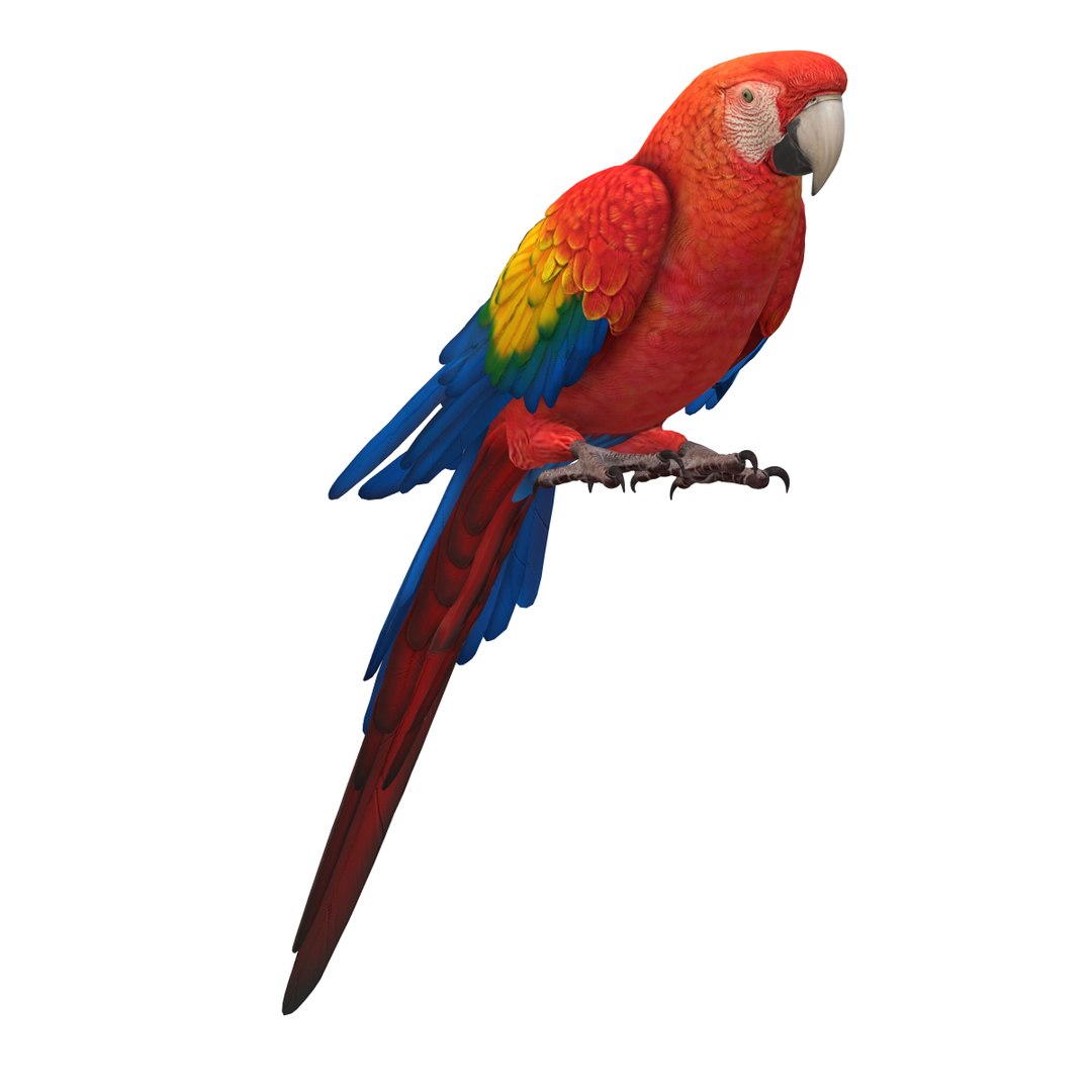 Parrot 3D Model - TurboSquid 2420967