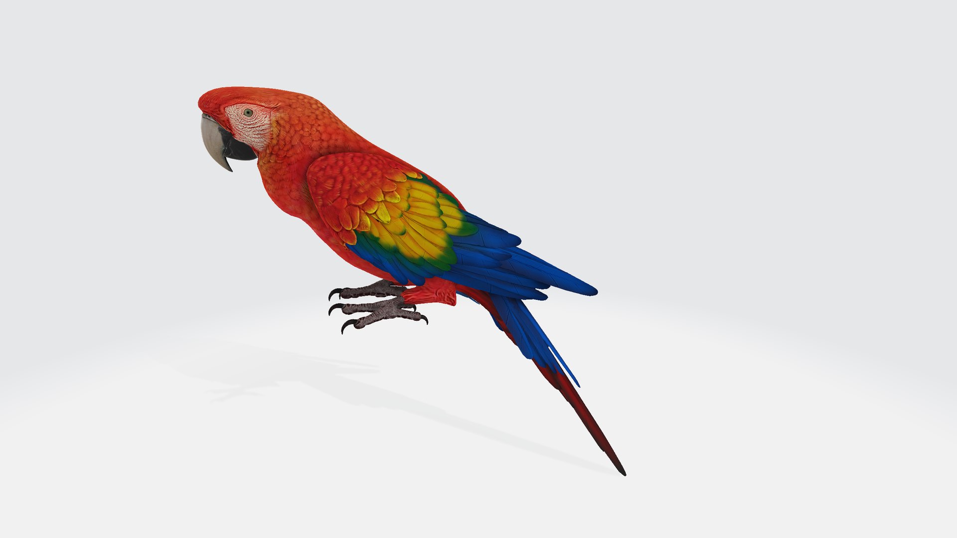 Parrot 3D Model - TurboSquid 2420967