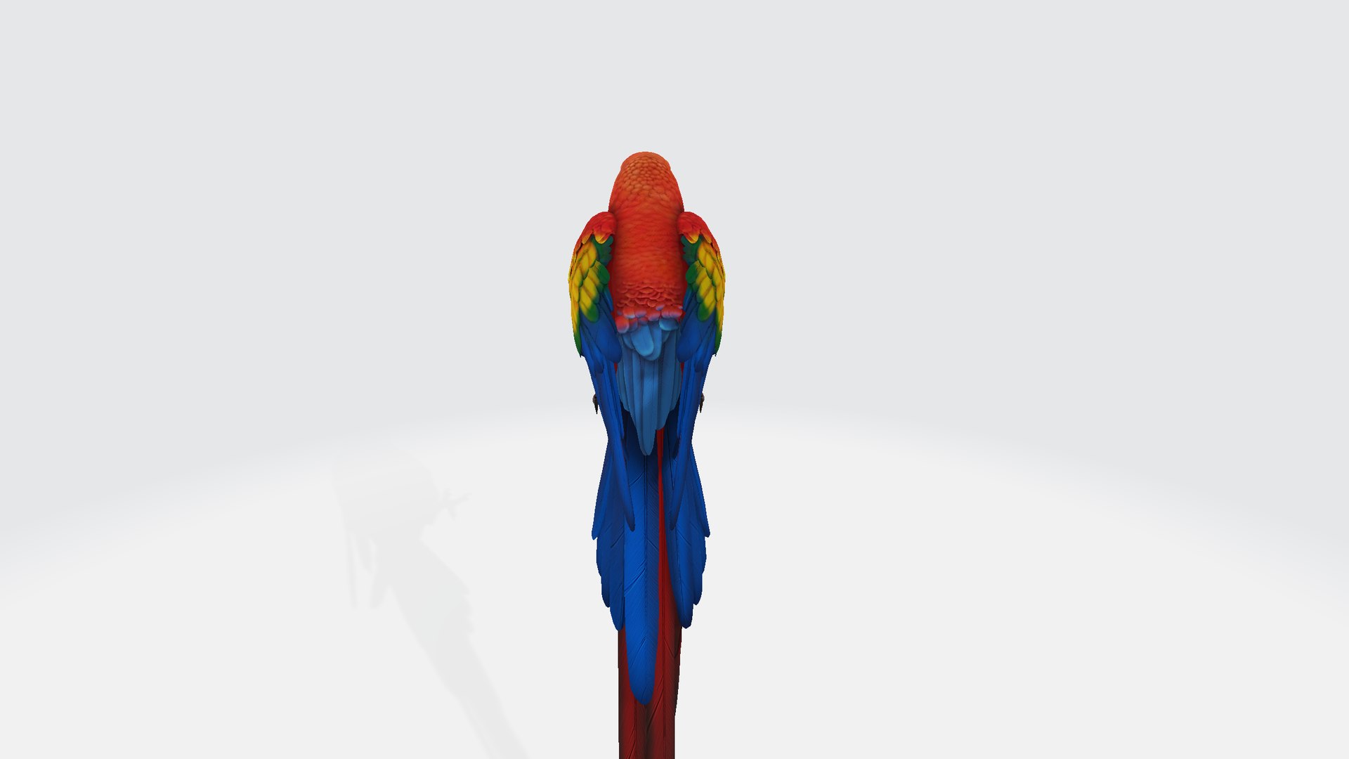 Parrot 3D Model - TurboSquid 2420967