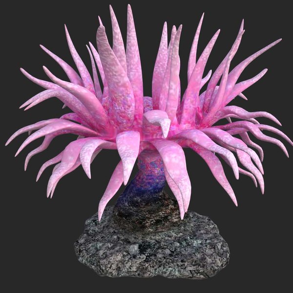 Corals sun brain 3D model - TurboSquid 1256599