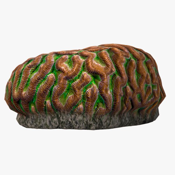 Corals sun brain 3D model - TurboSquid 1256599