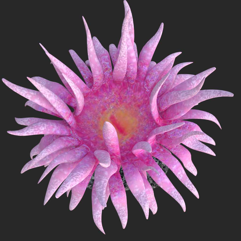 Corals sun brain 3D model - TurboSquid 1256599