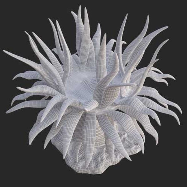 Corals sun brain 3D model - TurboSquid 1256599