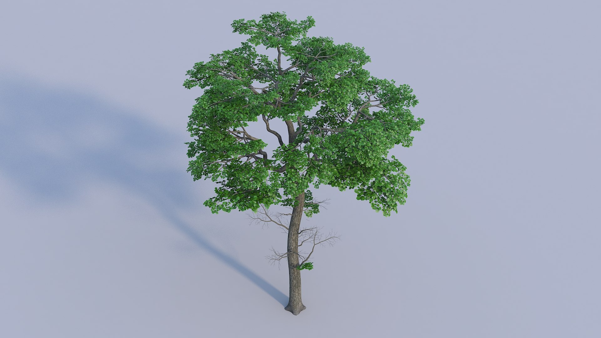 Alder Tree 01 3D Model - TurboSquid 1926150