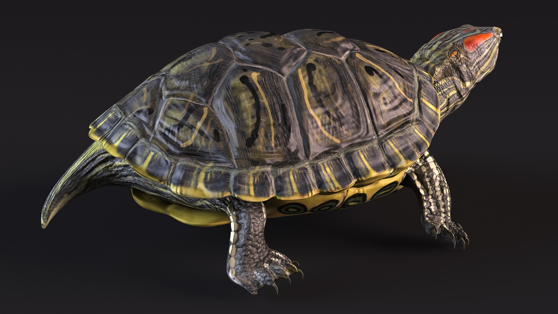 Red Eared Slider Rigged 3D Model - TurboSquid 2148483
