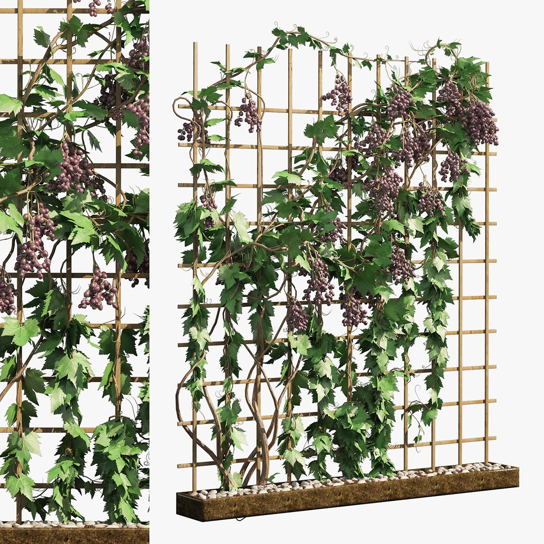 2 Grapevine Low And Med Poly Model - TurboSquid 1905661