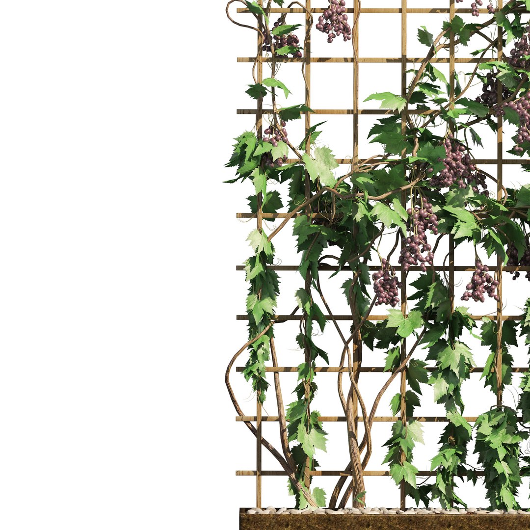 2 Grapevine Low And Med Poly Model - TurboSquid 1905661