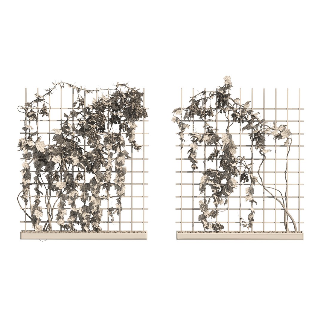 2 Grapevine Low And Med Poly Model - TurboSquid 1905661
