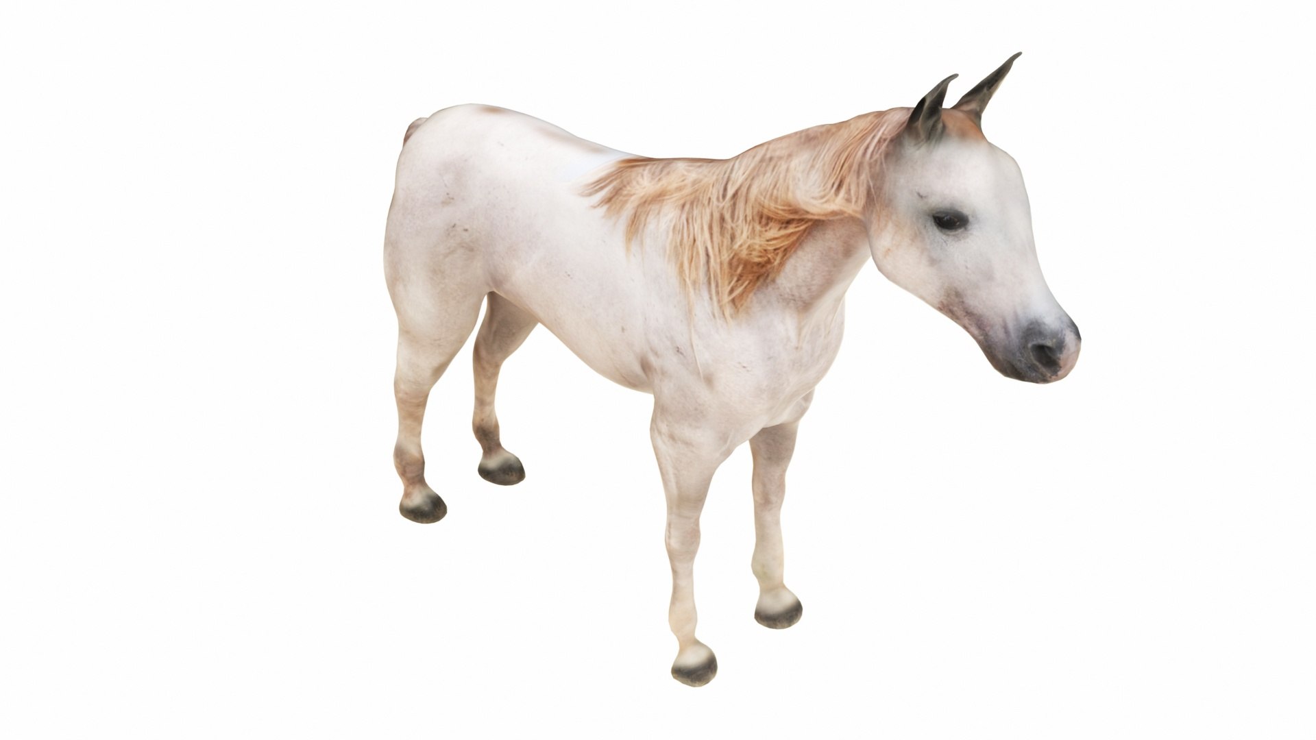 3D Model Horse White - TurboSquid 2188497