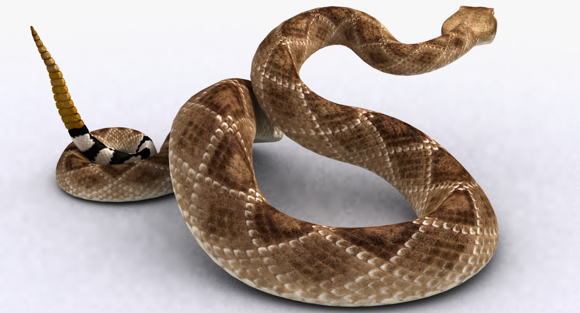 Snake Rattlesnake 3d Model