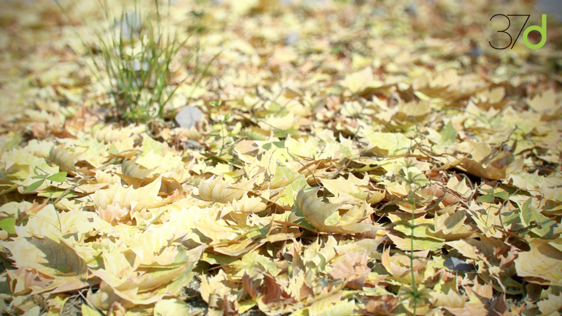 3ds fallen leaves photorealistic