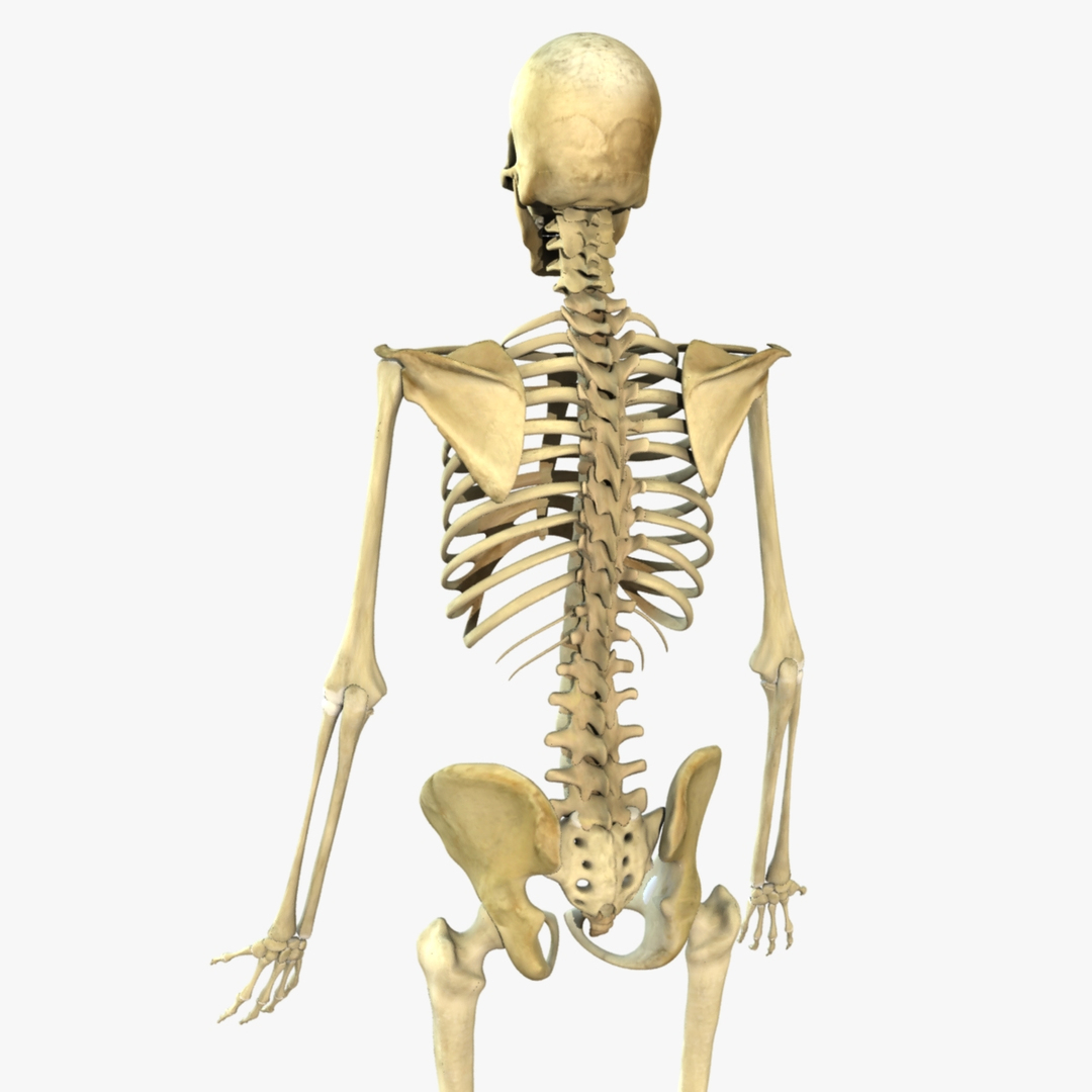 3d african american skeleton rigged model