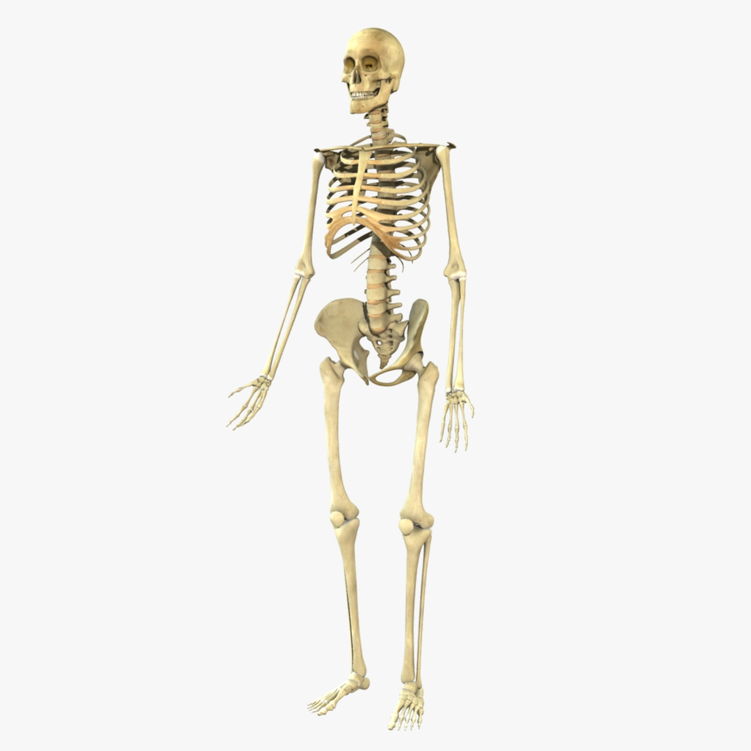 3d african american skeleton rigged model