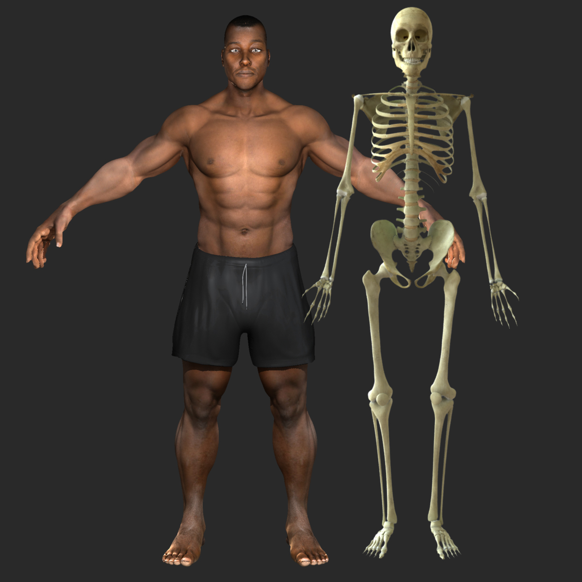 3d african american skeleton rigged model