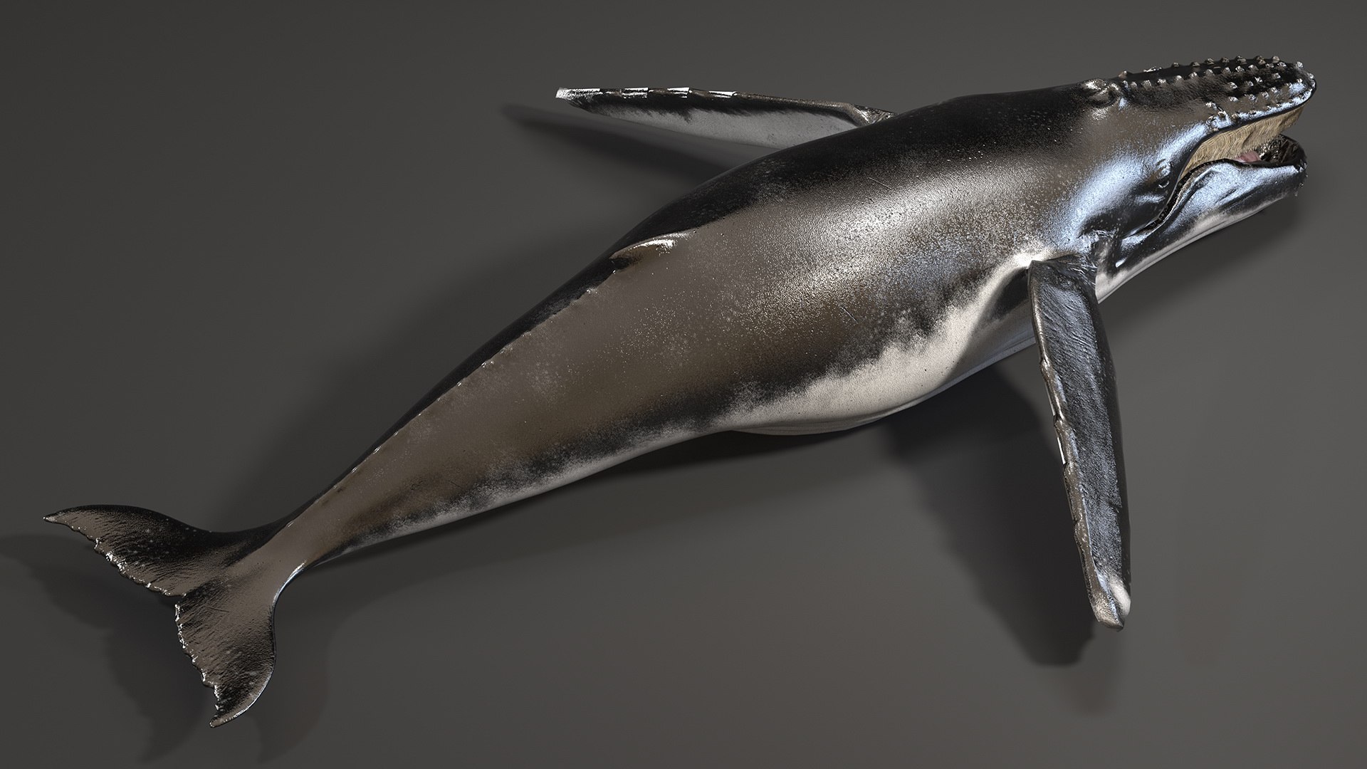 3d model humpback whale pose 4