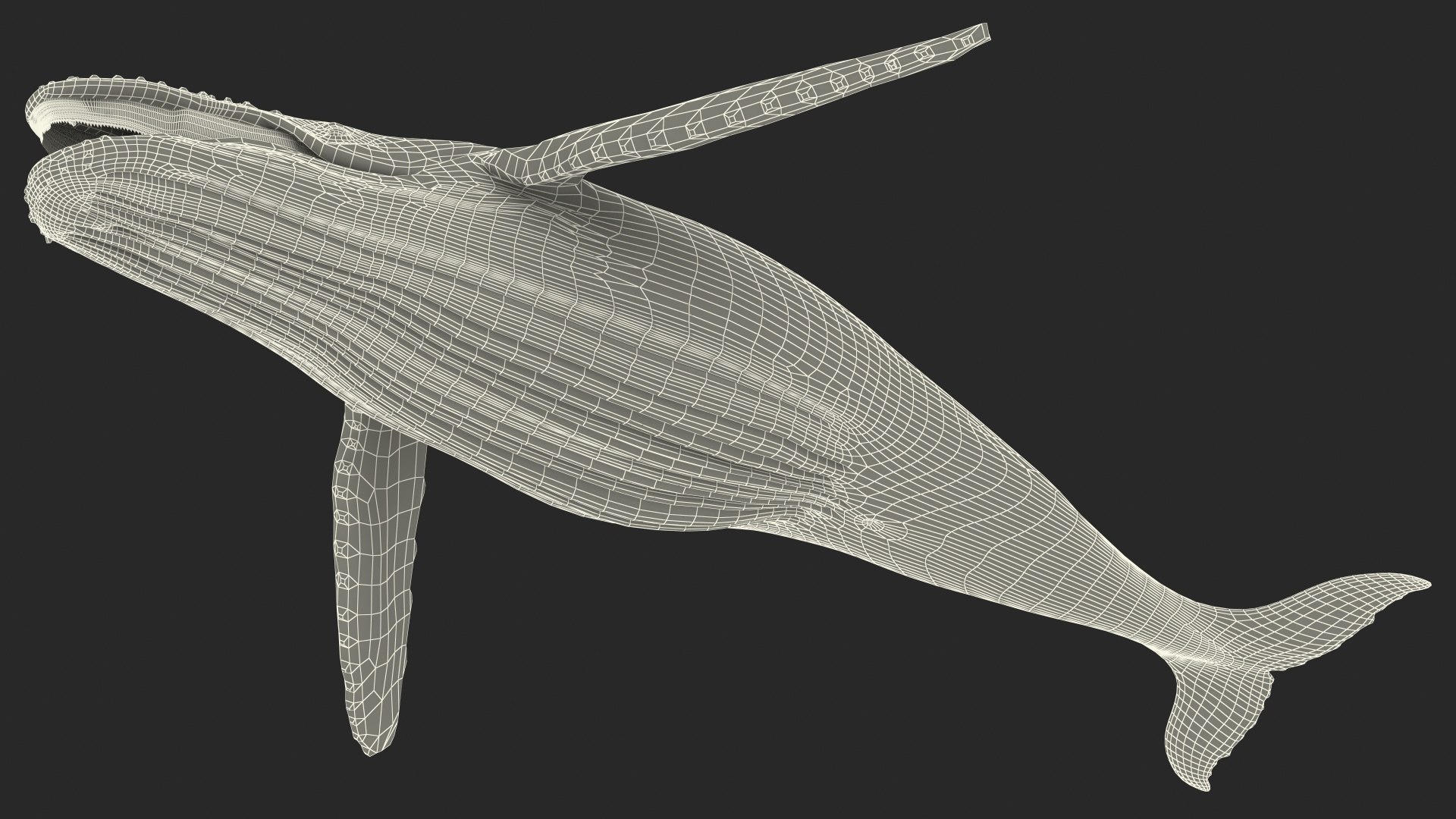 3d model humpback whale pose 4