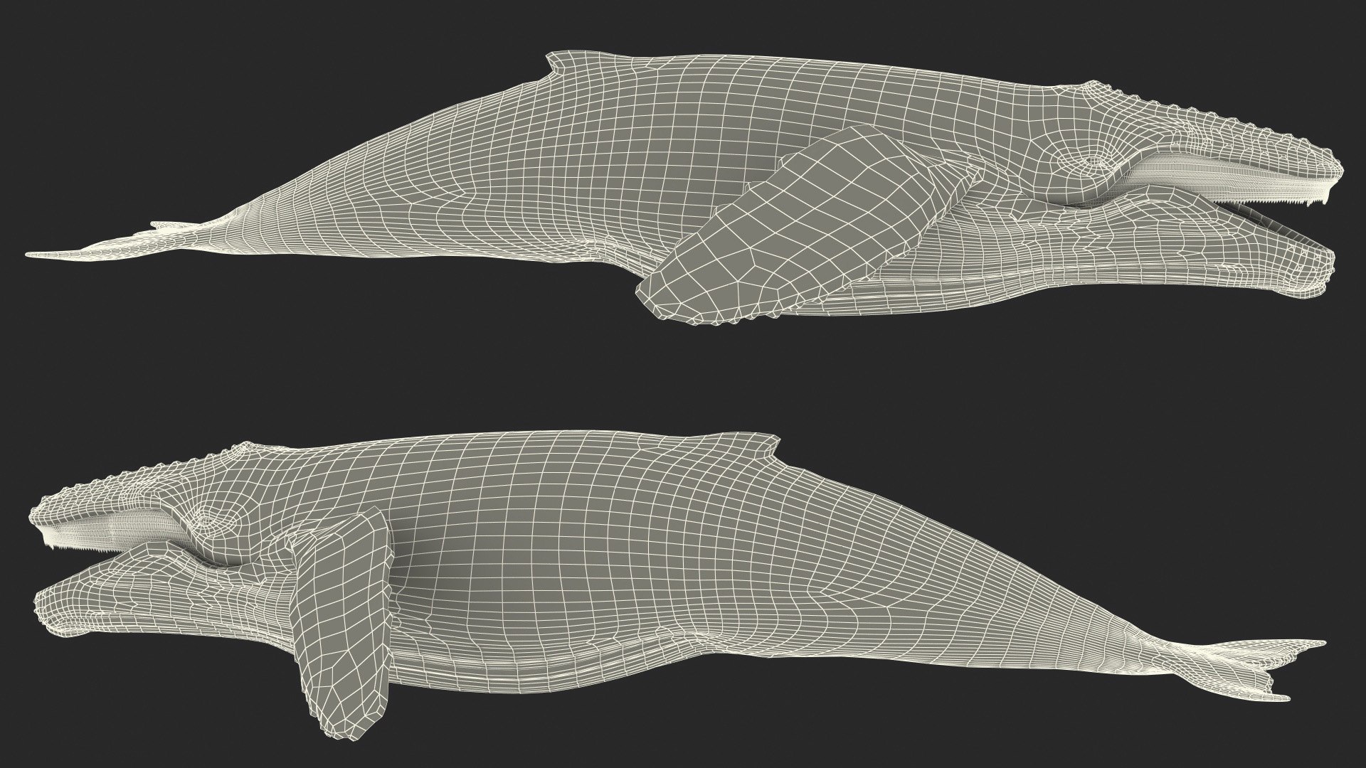 3d model humpback whale pose 4