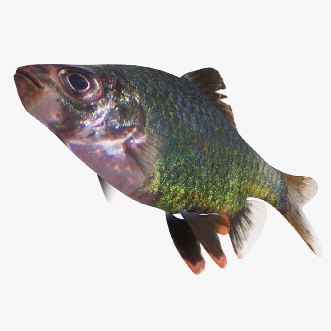 green tiger barb 3d max