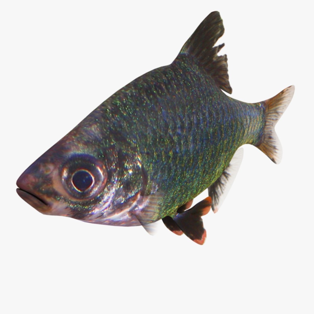 green tiger barb 3d max