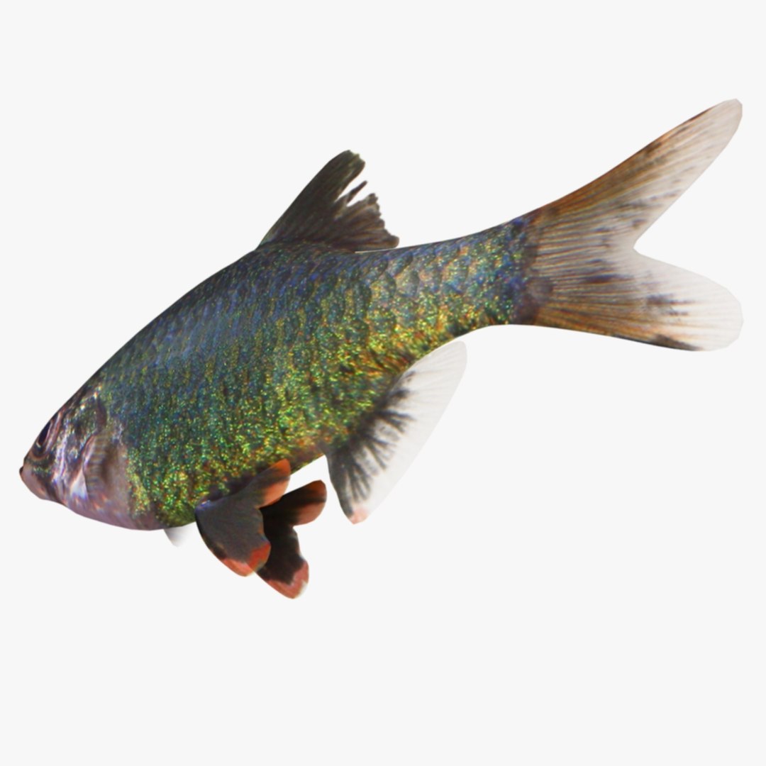 green tiger barb 3d max
