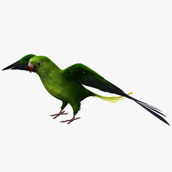 Parakeet 3D Models for Download | TurboSquid