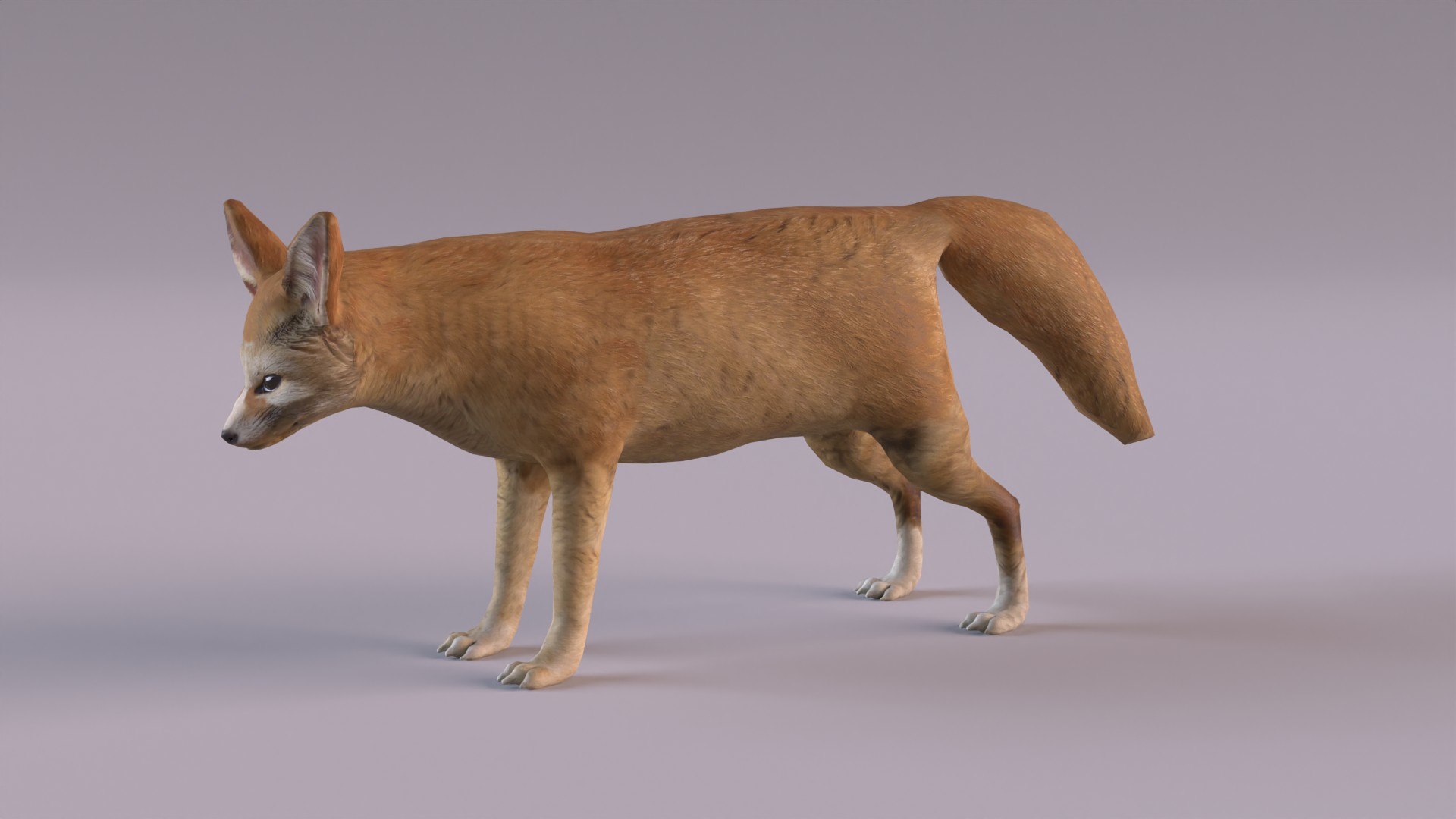 3D Fennec fox model - TurboSquid 2005780