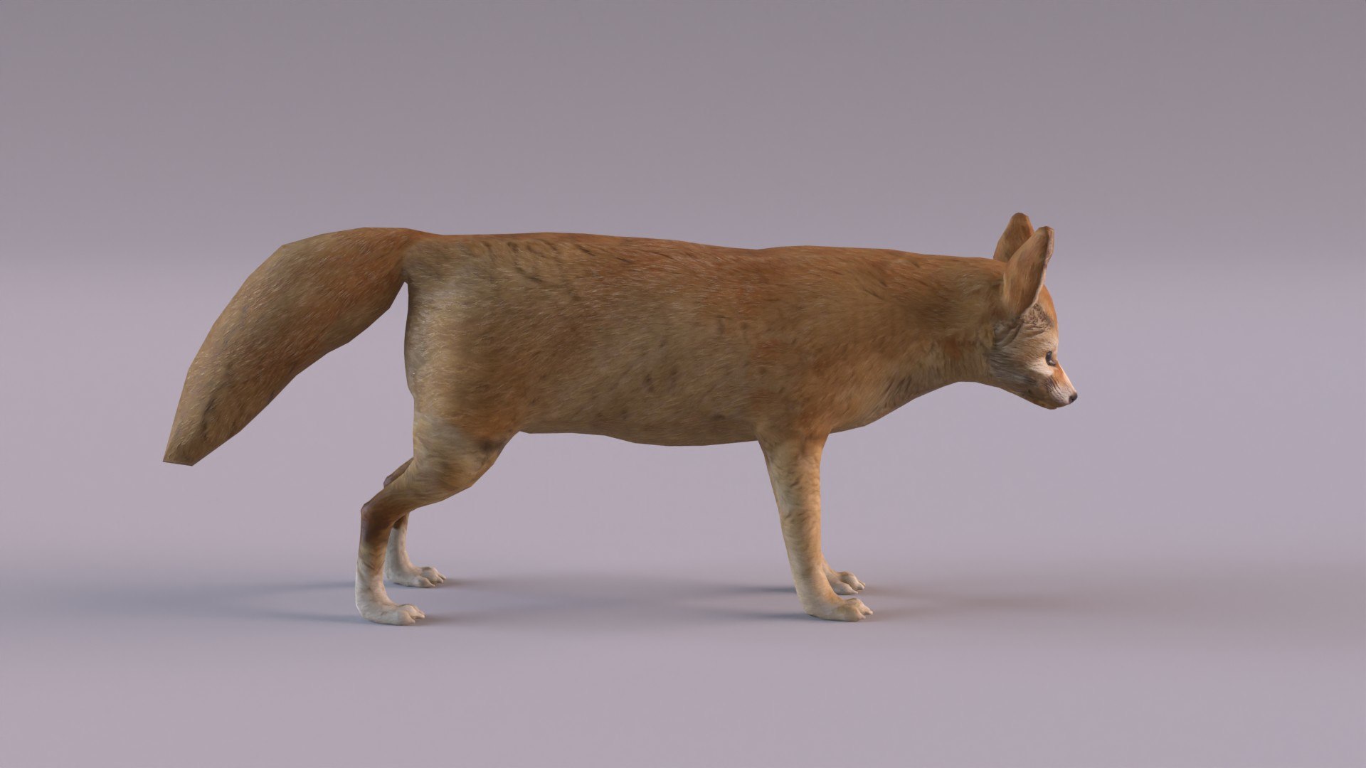 3D Fennec Fox Model - TurboSquid 2005780