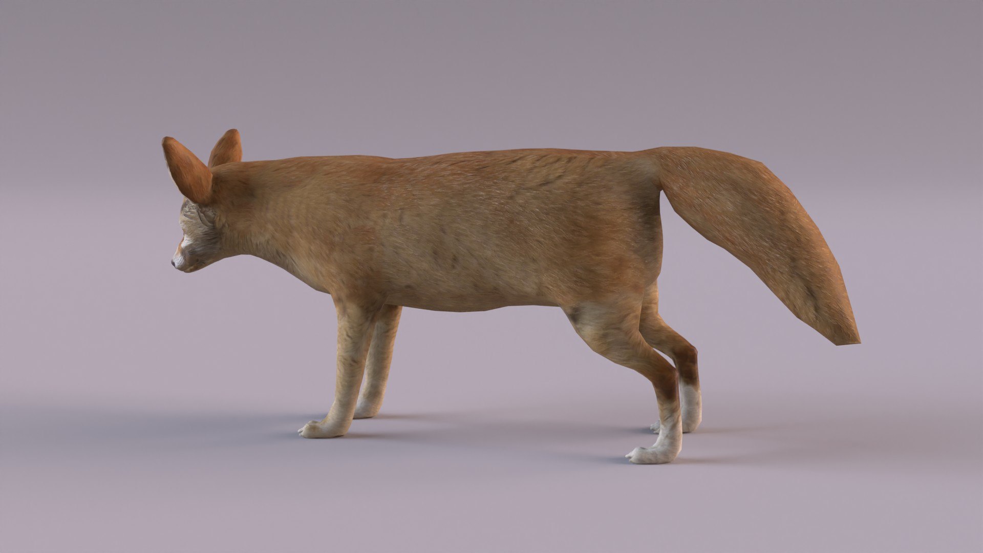 3D Fennec Fox Model - TurboSquid 2005780
