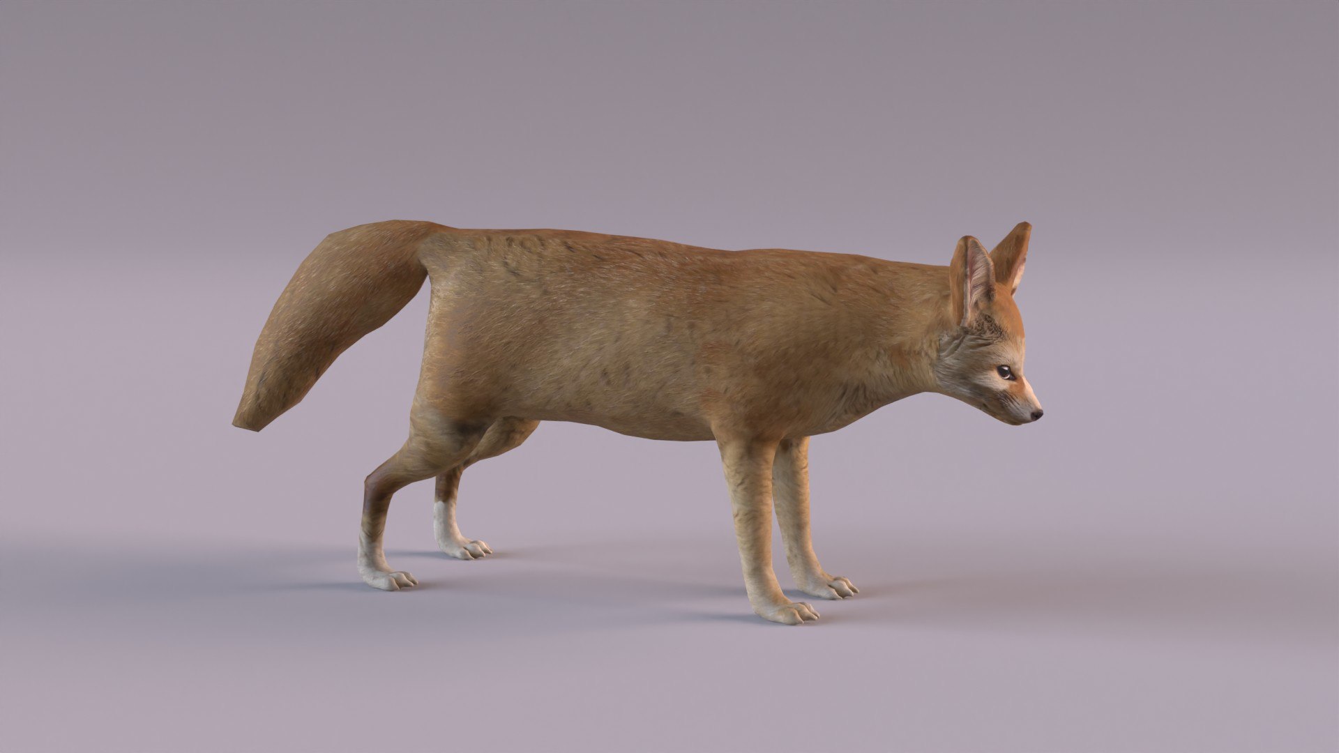 3D Fennec Fox Model - TurboSquid 2005780