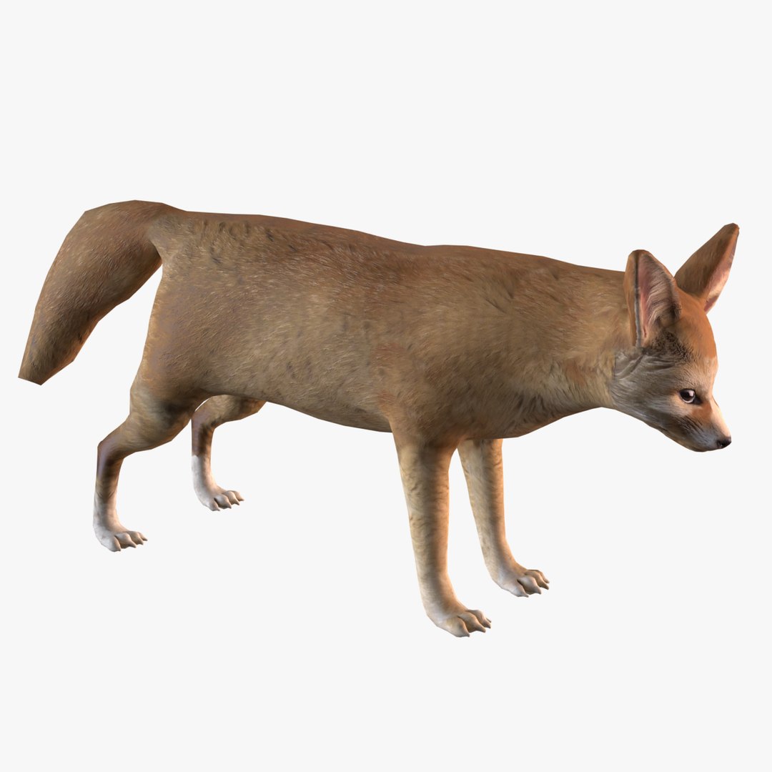 3D Fennec fox model - TurboSquid 2005780