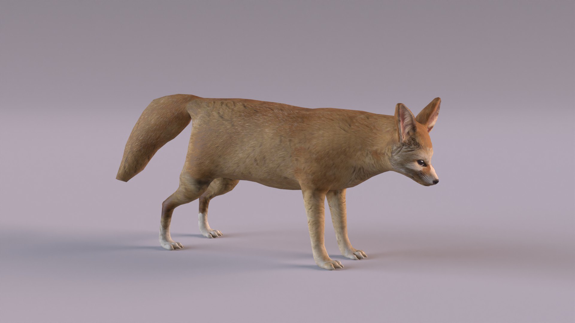 3D Fennec Fox Model - TurboSquid 2005780