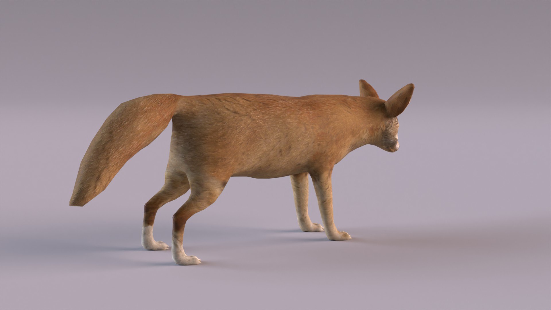 3D Fennec Fox Model - TurboSquid 2005780