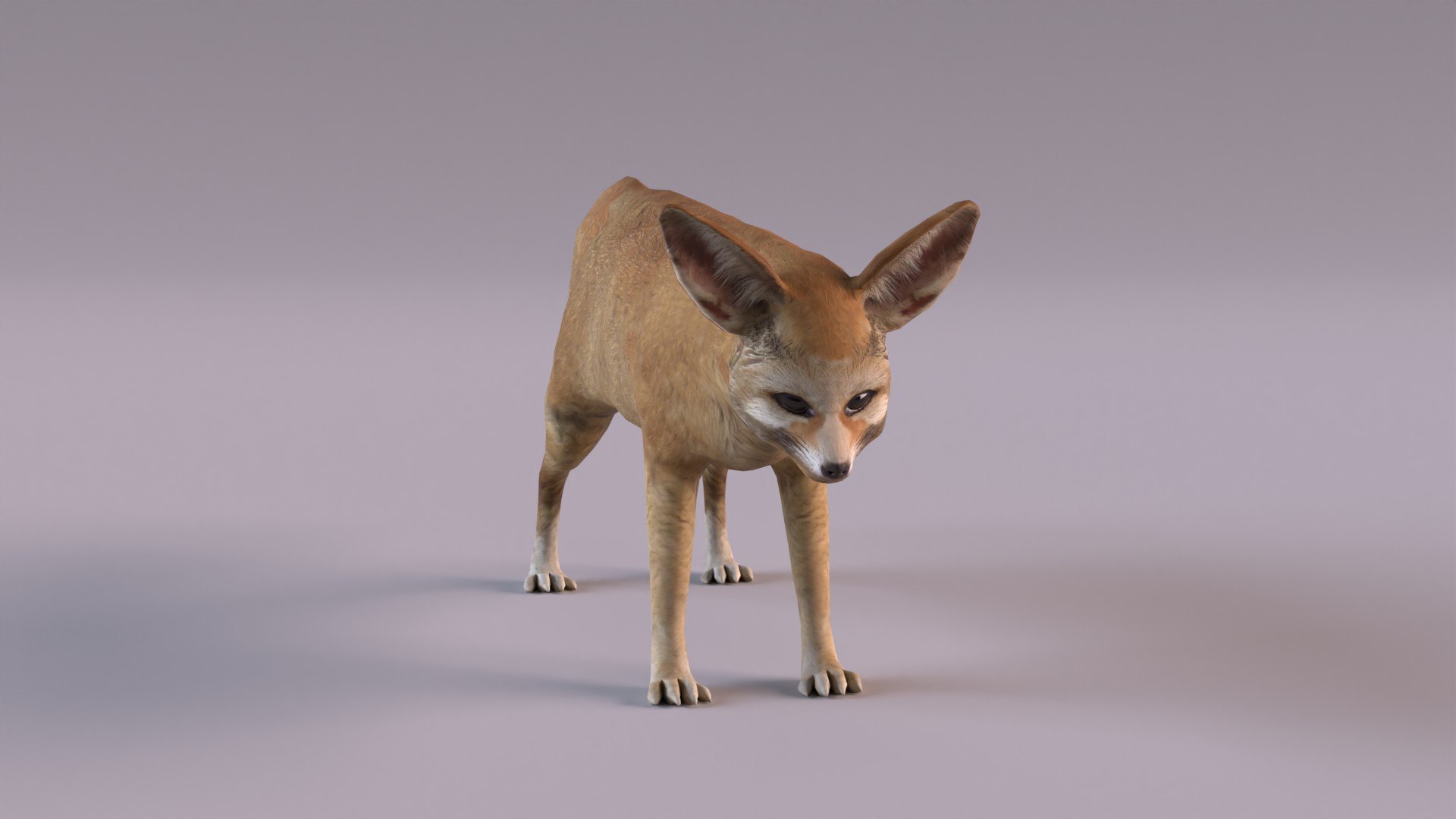3D Fennec fox model - TurboSquid 2005780