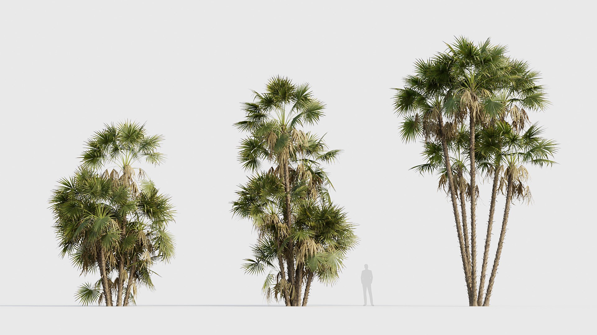 Acoelorrhaphe wrightii Everglades palm 05 3D model 3D model ...