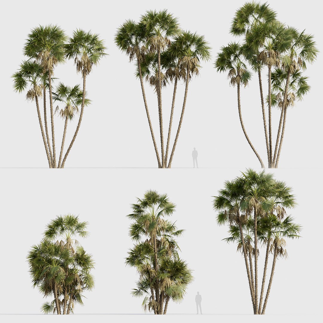 Acoelorrhaphe wrightii Everglades palm 05 3D model 3D model ...