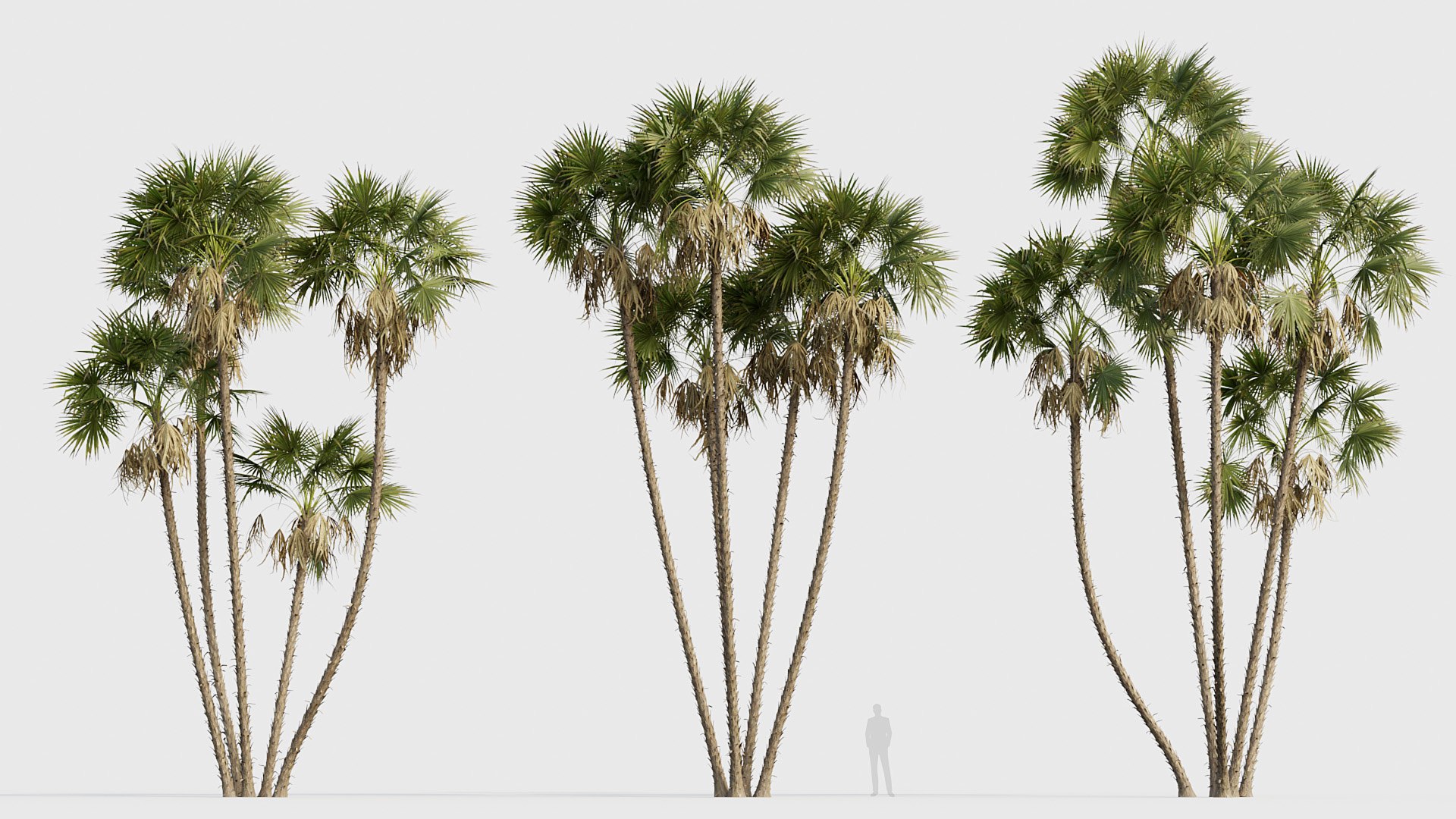 Acoelorrhaphe wrightii Everglades palm 05 3D model 3D model ...