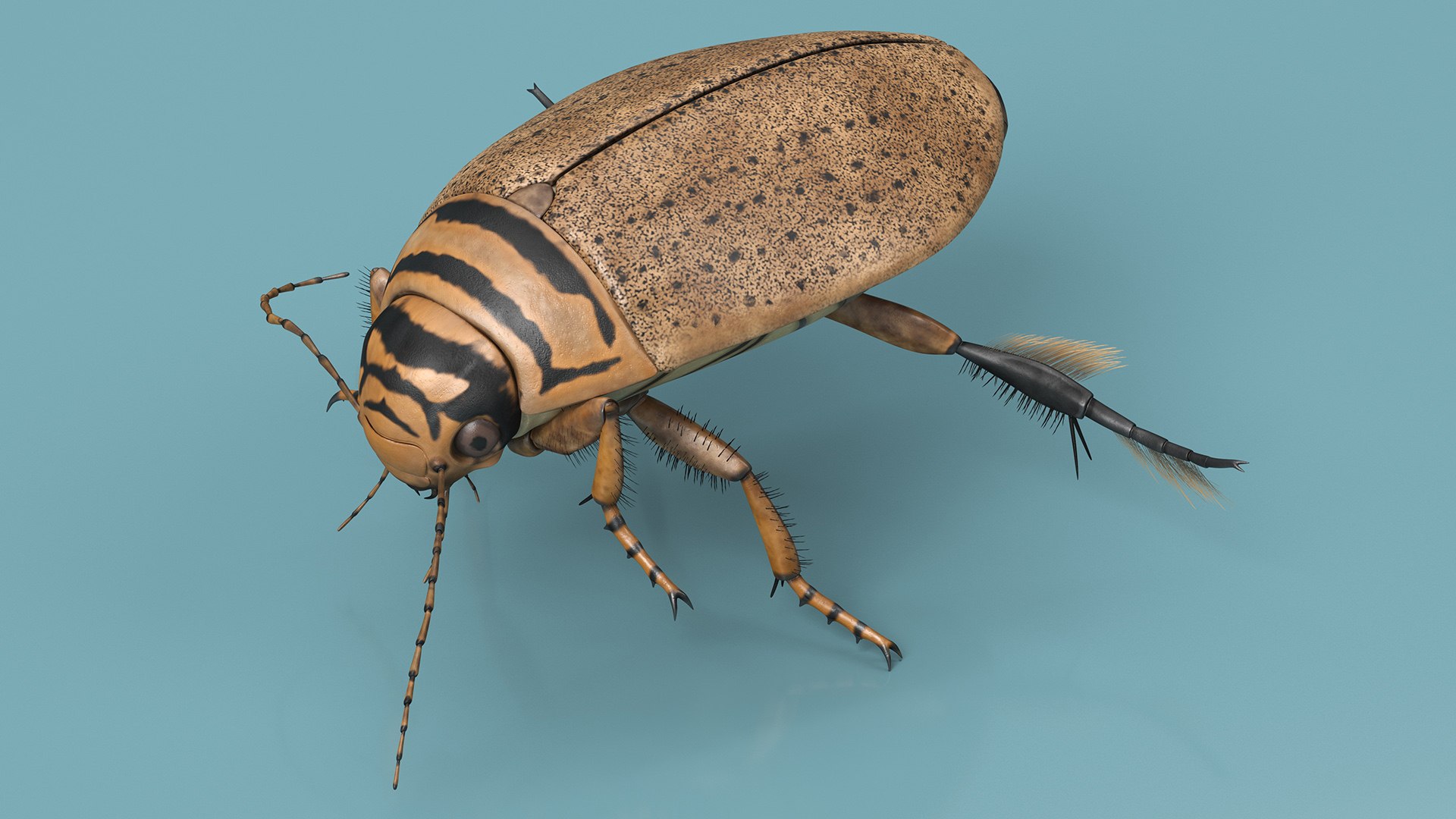 3D Aquatic Beetle Beige Floating - TurboSquid 2248698