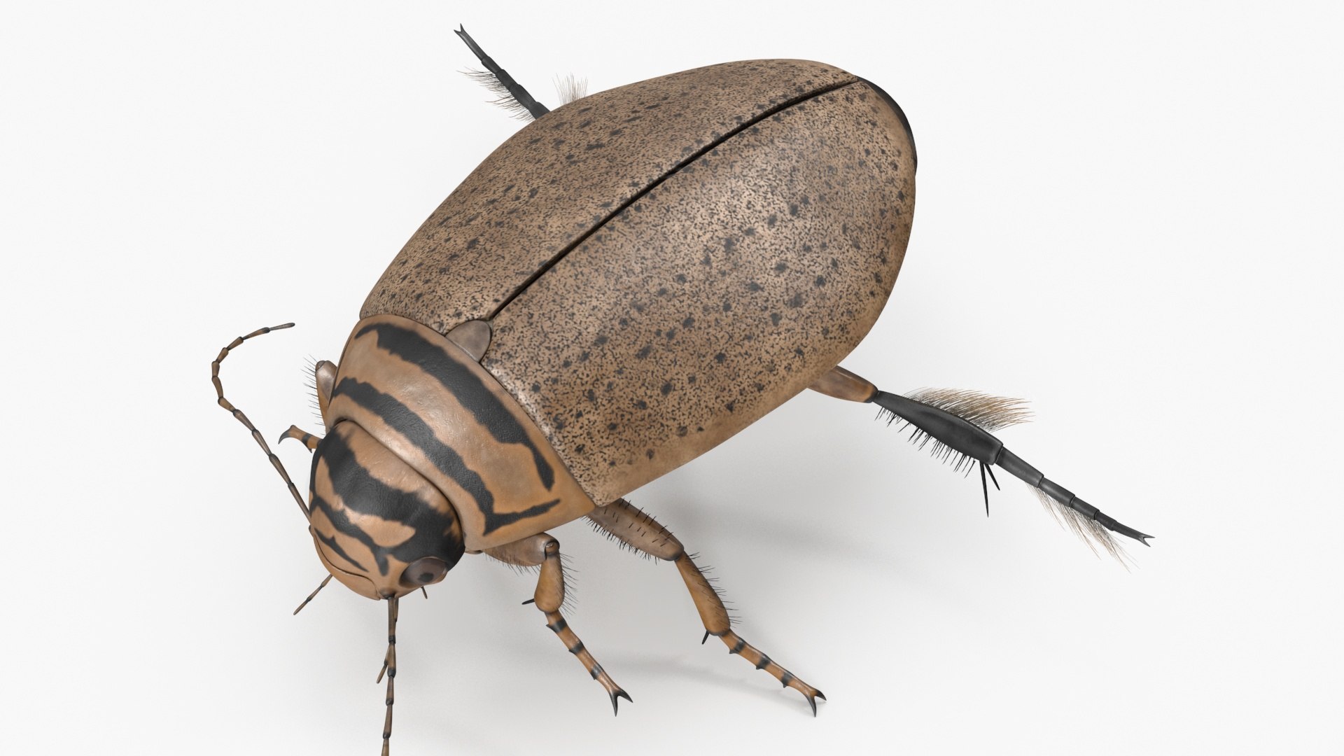 3D Aquatic Beetle Beige Floating - TurboSquid 2248698