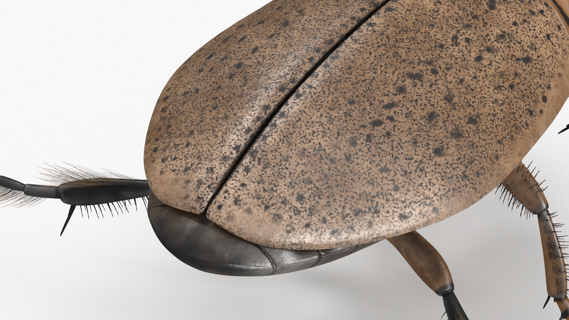 3D Aquatic Beetle Beige Floating - TurboSquid 2248698