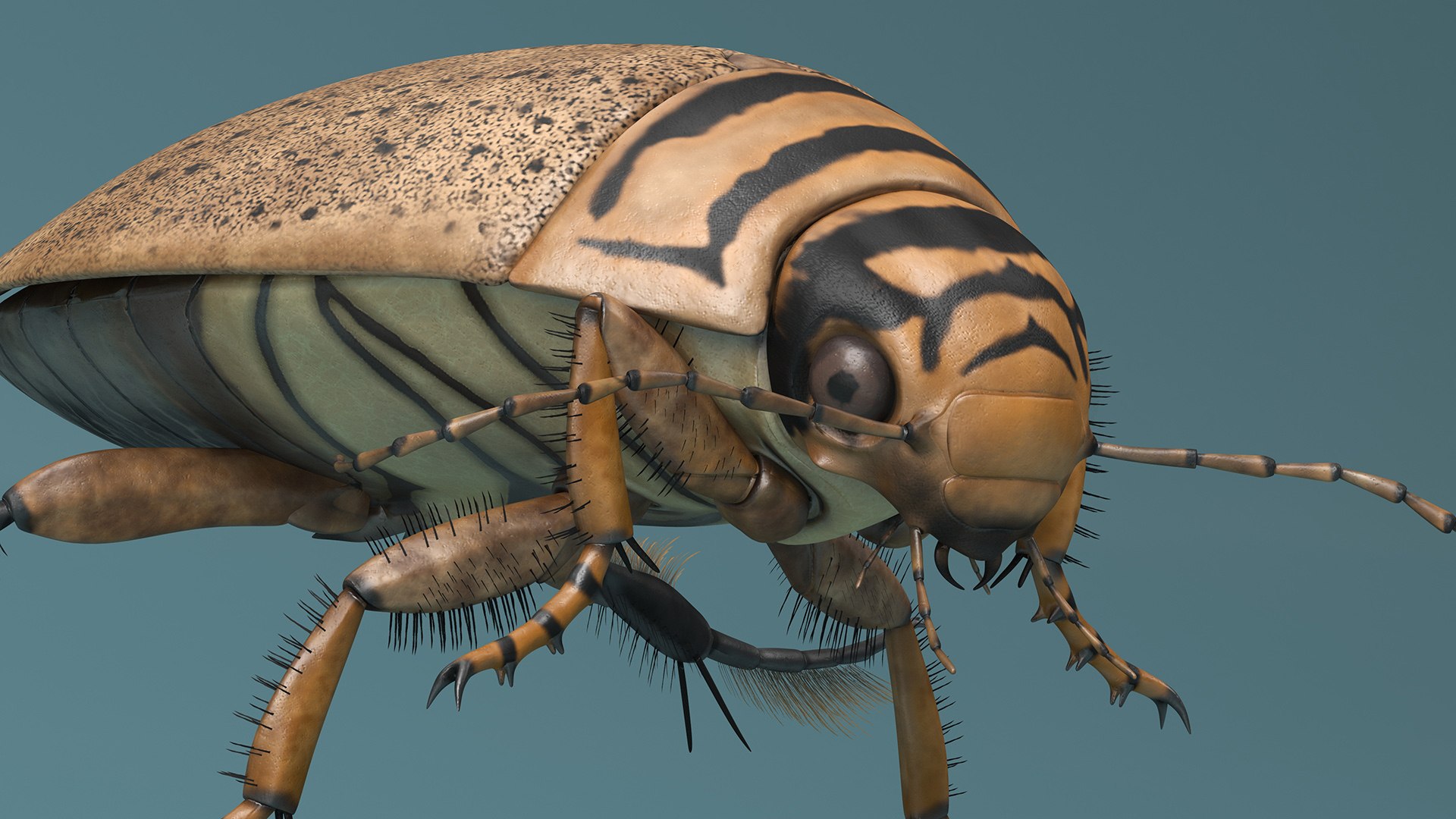 3D Aquatic Beetle Beige Floating - TurboSquid 2248698