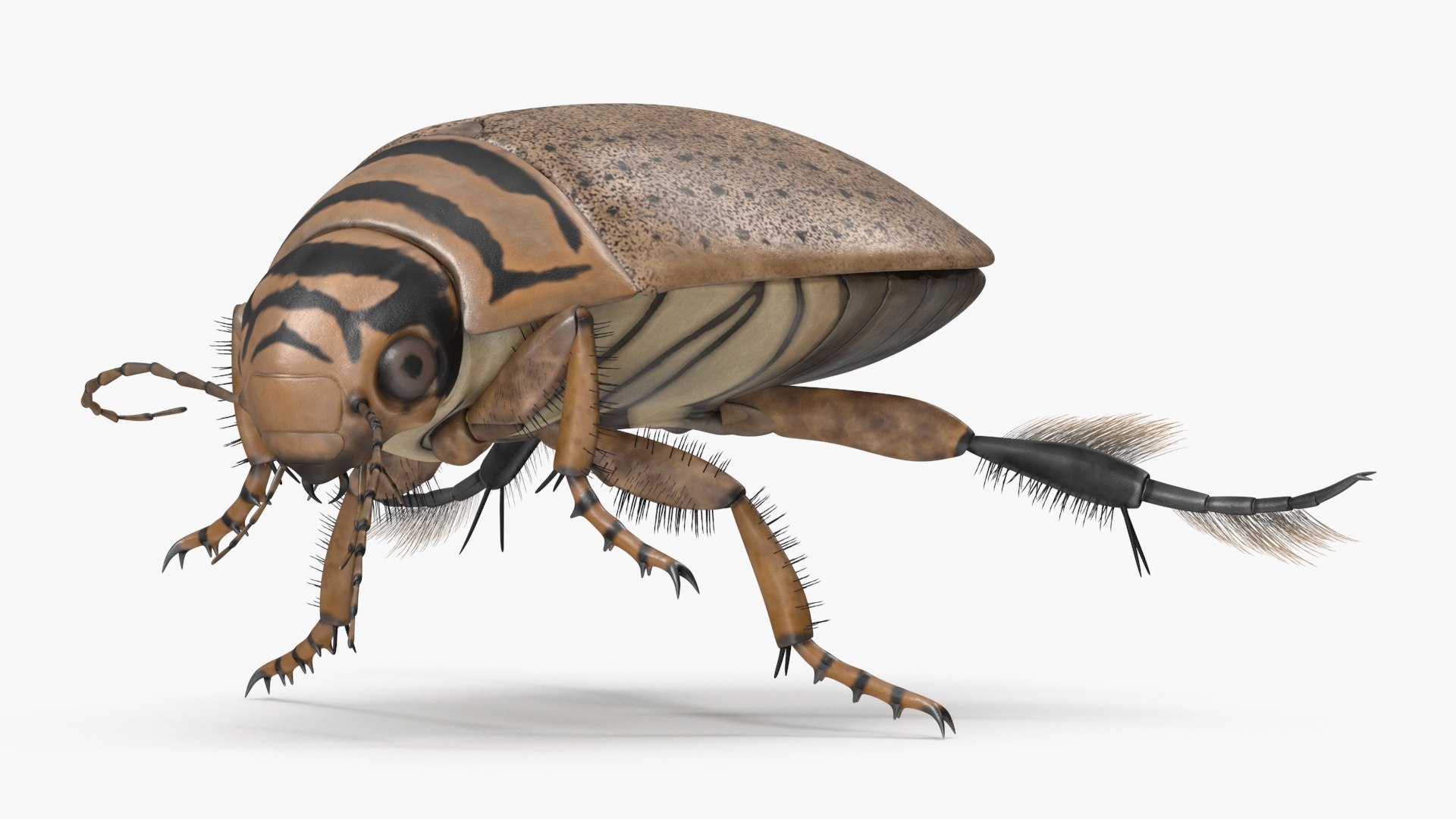 3D Aquatic Beetle Beige Floating - TurboSquid 2248698