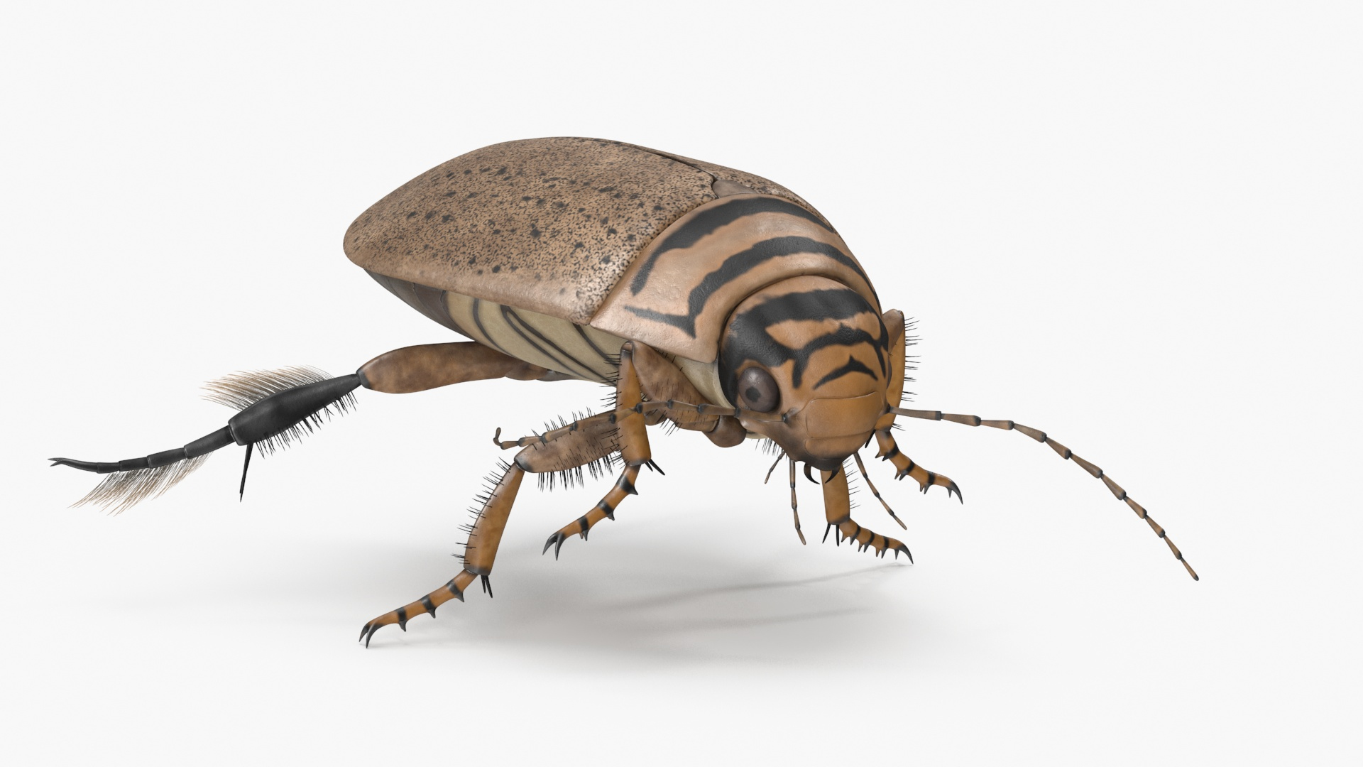 3D Aquatic Beetle Beige Floating - TurboSquid 2248698