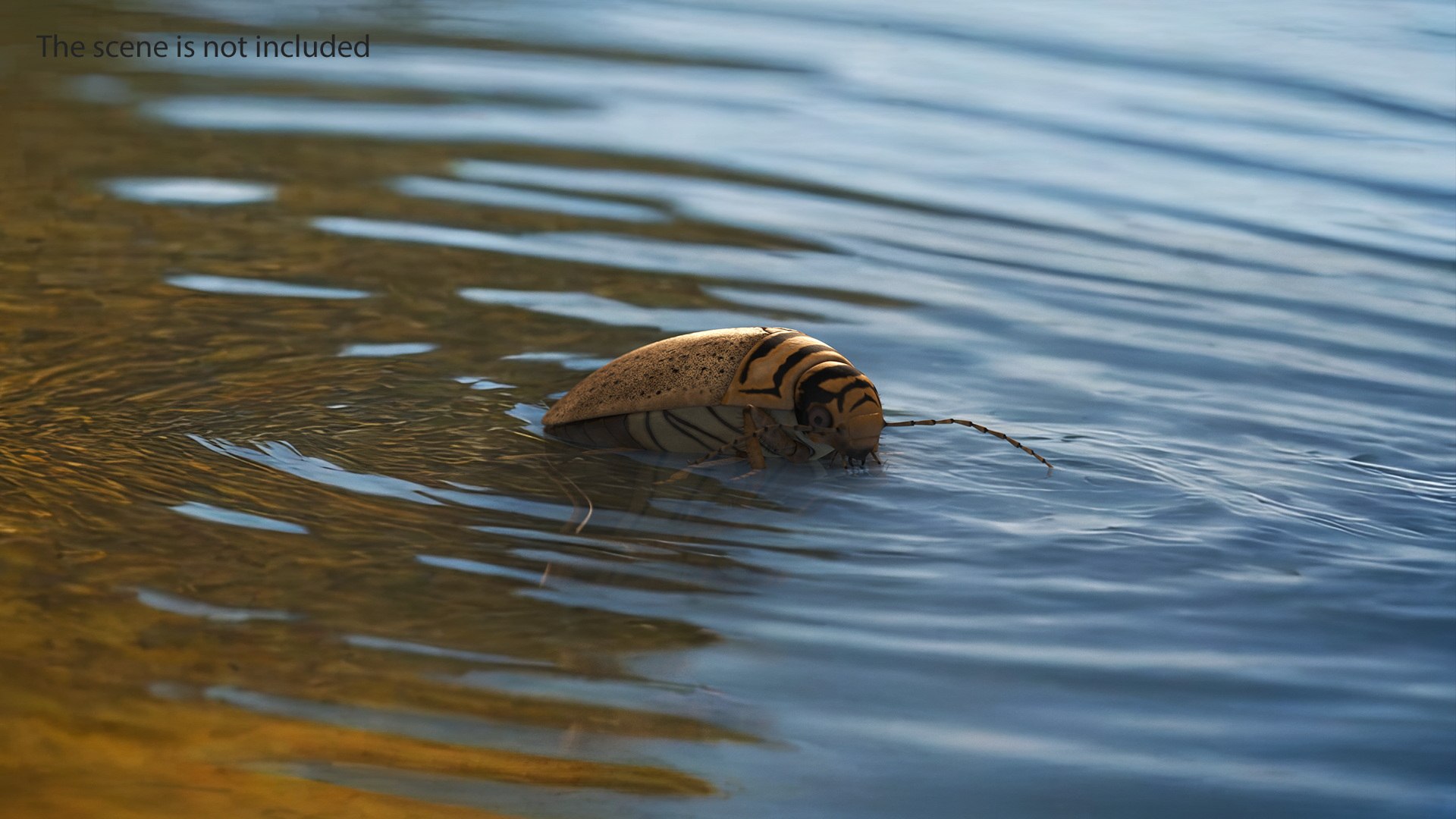 3D Aquatic Beetle Beige Floating - TurboSquid 2248698