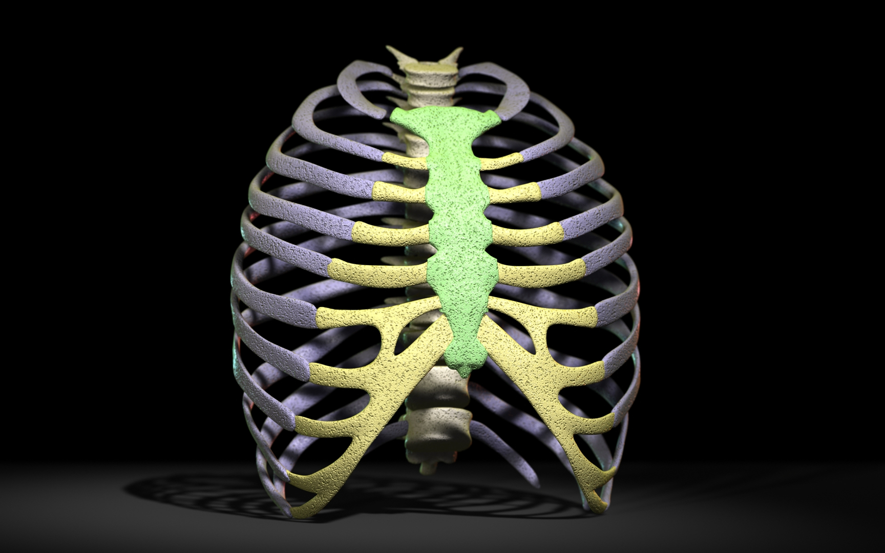Rib Cage Scanline 3D - TurboSquid 1992498